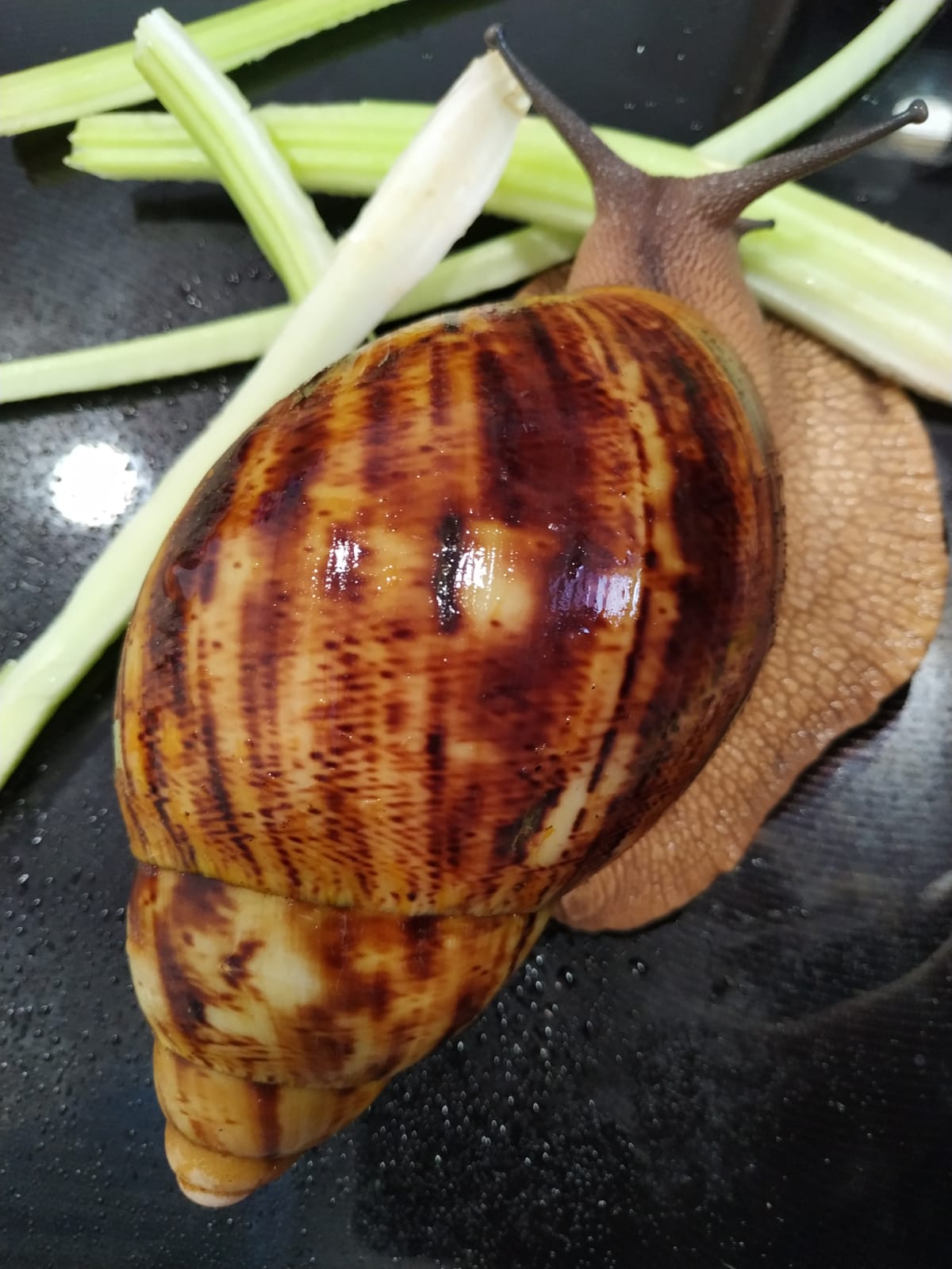 Arch. Marg. Ovum Nigeria F1 "XXL" :: Snailsmile