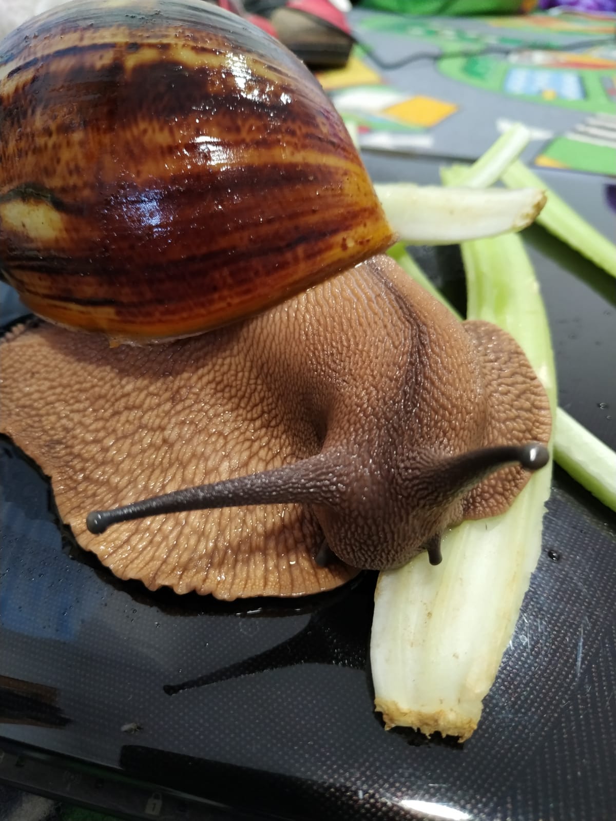 Arch. Marg. Ovum Nigeria F1 "XXL" :: Snailsmile
