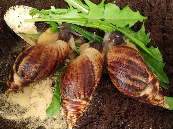Lissachatina Reticulata :: Snailsmile