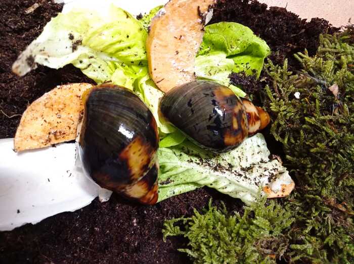 Archachatina marginata egregia Cameroon two-tone :: Snailsmile